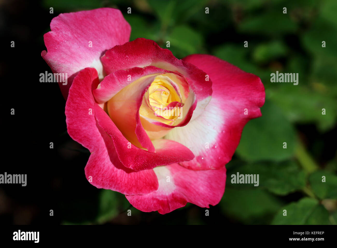Pink rose with white centre Stock Photo - Alamy