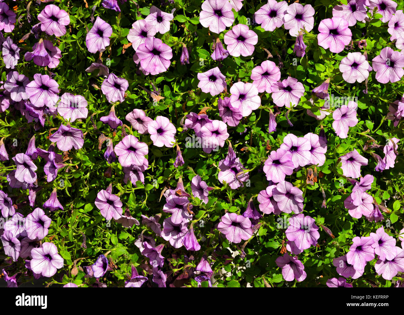 Lavender trumpet shaped flowers with green leaves in a city planter box ...