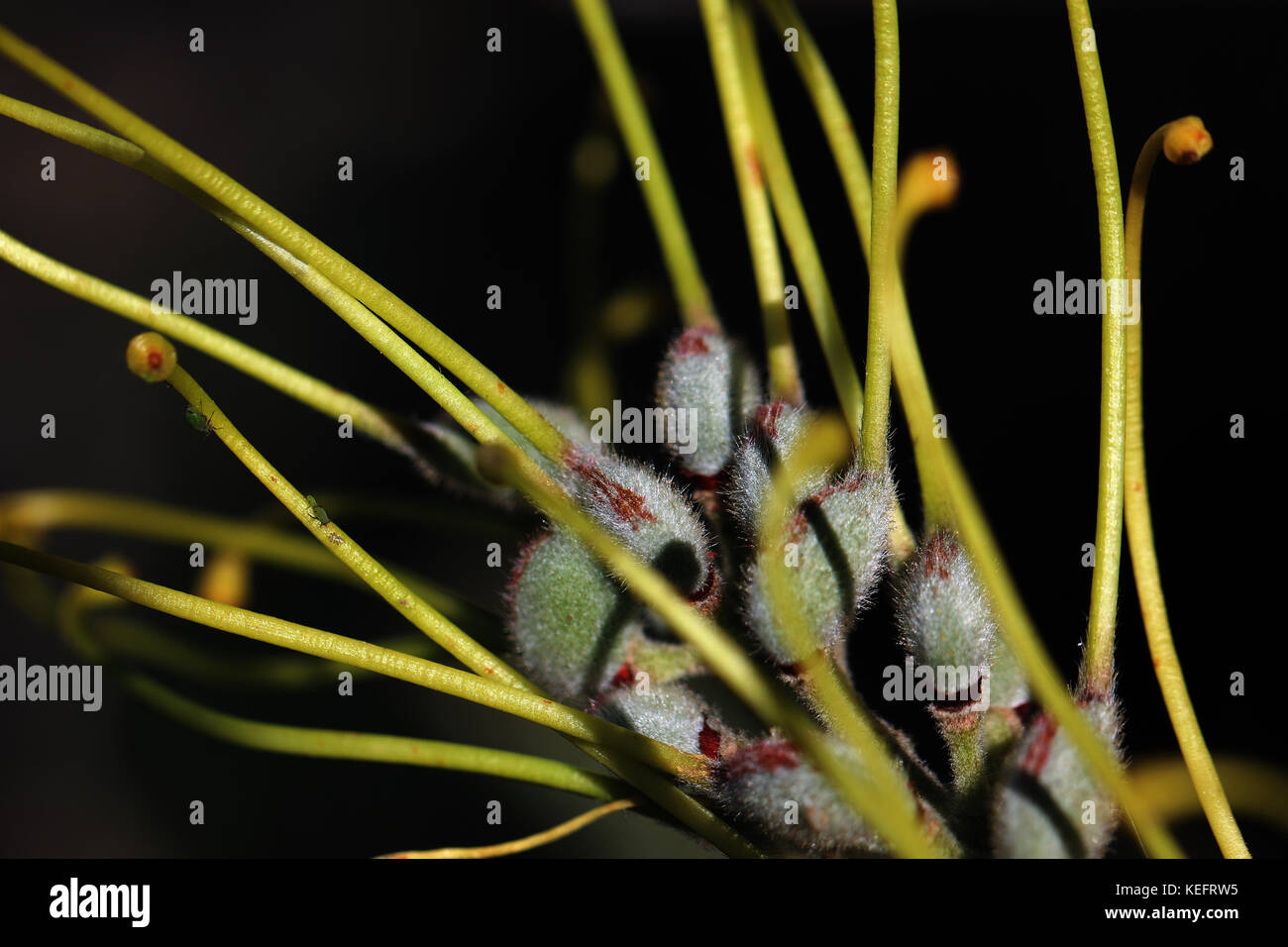 Grevillea seed hi-res stock photography and images - Alamy