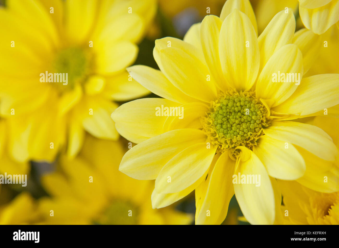 yellow daisy flowers close-up Stock Photo - Alamy