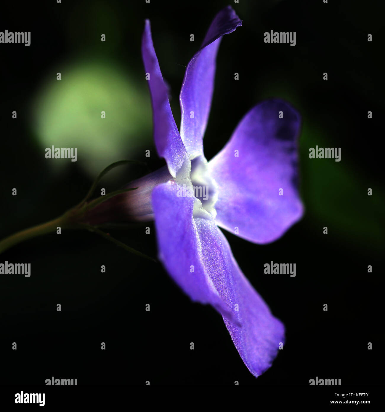 Closeup of periwinkle (Vinca major) from the side Stock Photo - Alamy