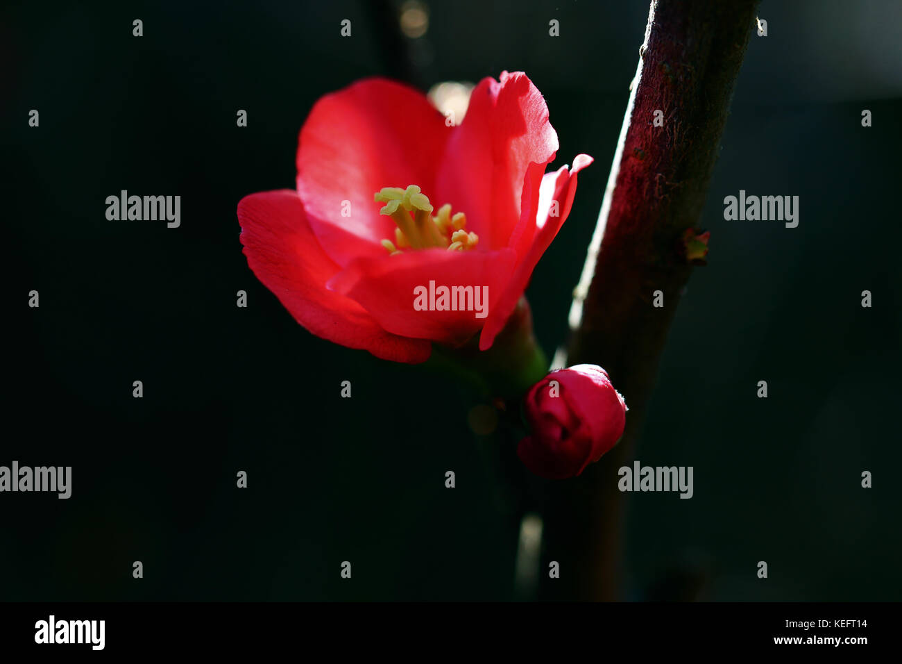 Red flowering quince hi-res stock photography and images - Alamy