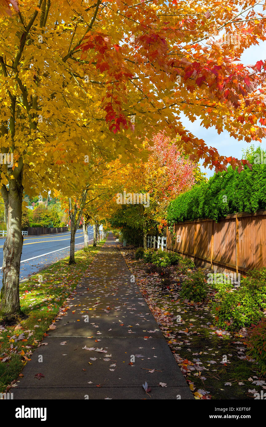 Suburban residential street maple hi-res stock photography and images ...