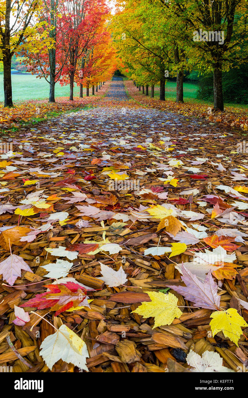 Hiking trail at tree-lined city park in Oregon with colorful fall ...