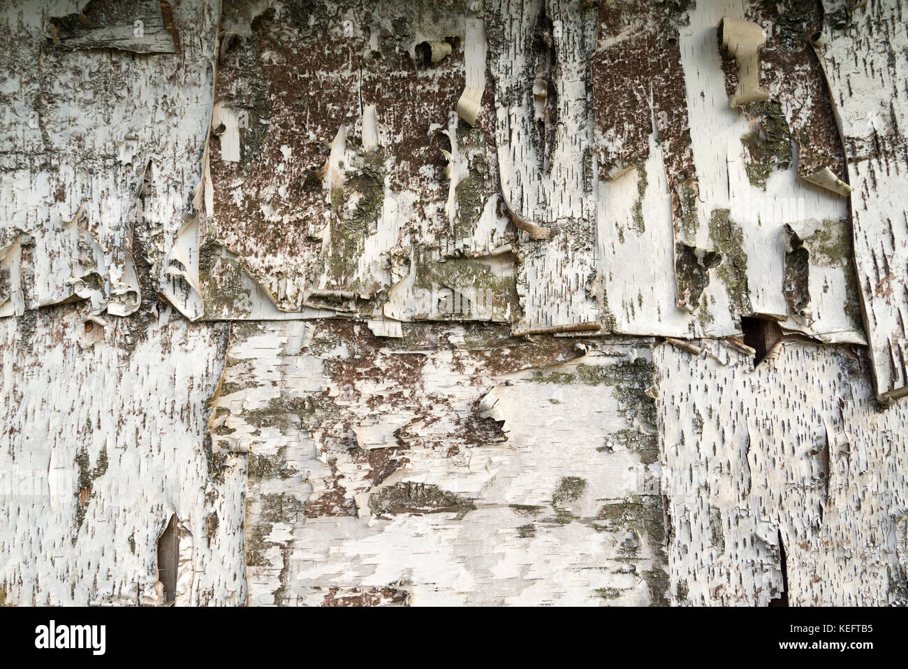 bark texture, natural paper background close up in a summer forest ...