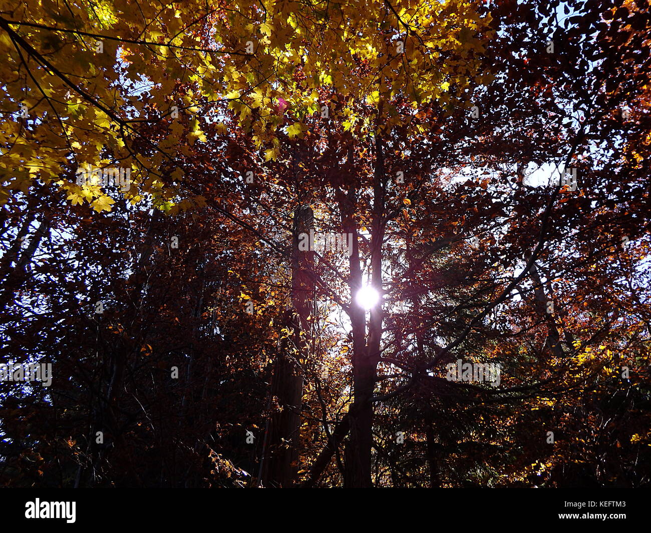 Sun in a tree crown, The sunlight shining through a leafy tree Stock ...