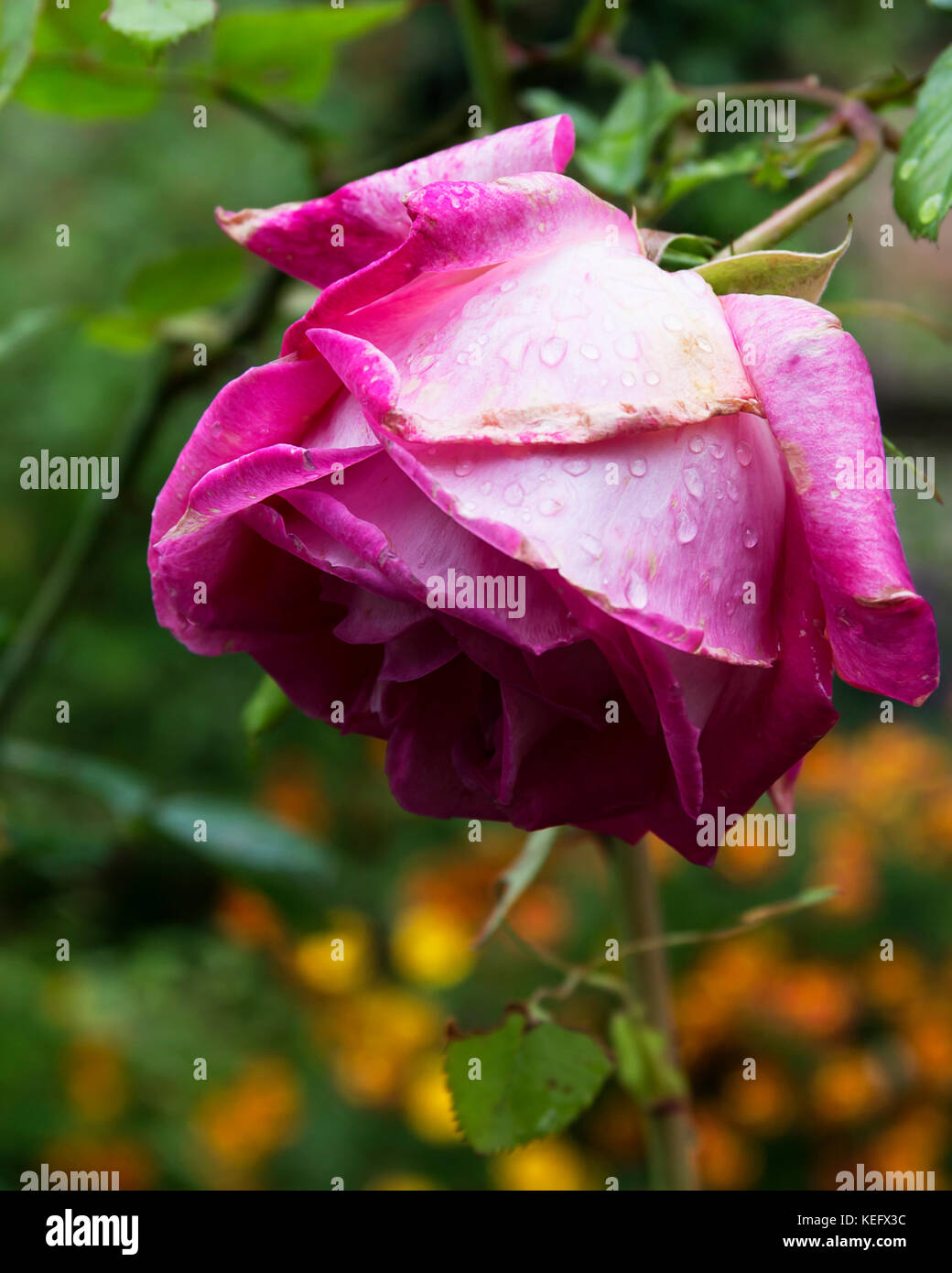 closeup raindrops on a pink rose in the garden Stock Photo - Alamy