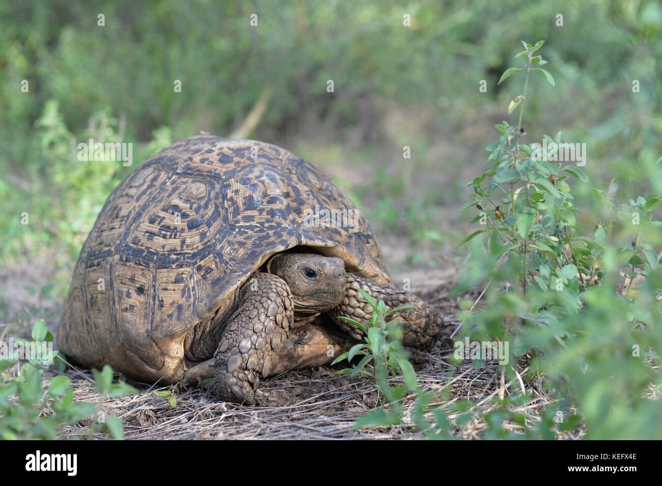 Leopard Tortoise (Stigmochelys pardalis) walking in the savanna in the ...