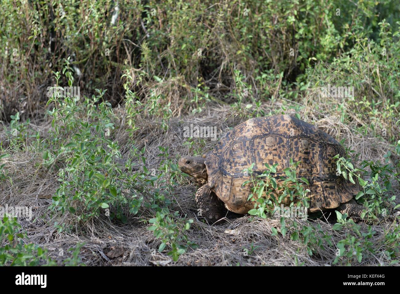 Leopard Tortoise (Stigmochelys pardalis) walking in the savanna in the ...