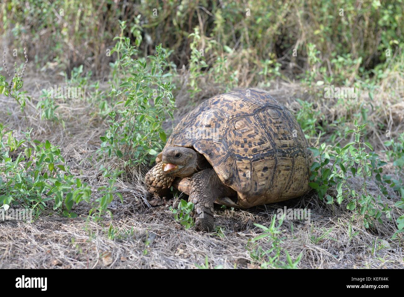 Leopard Tortoise (Stigmochelys pardalis) walking in the savanna in the ...