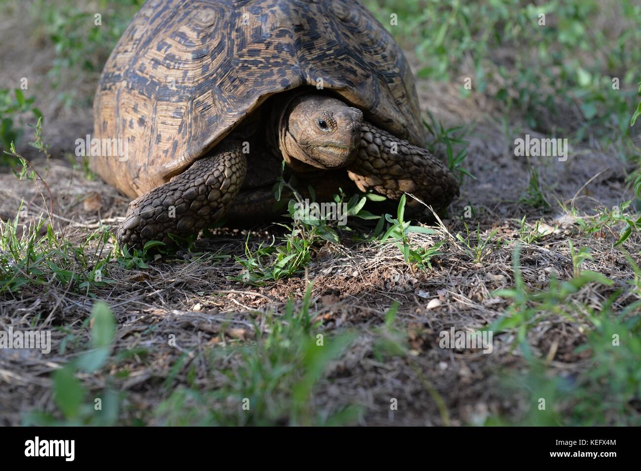 Leopard Tortoise (Stigmochelys pardalis) walking in the savanna in the ...