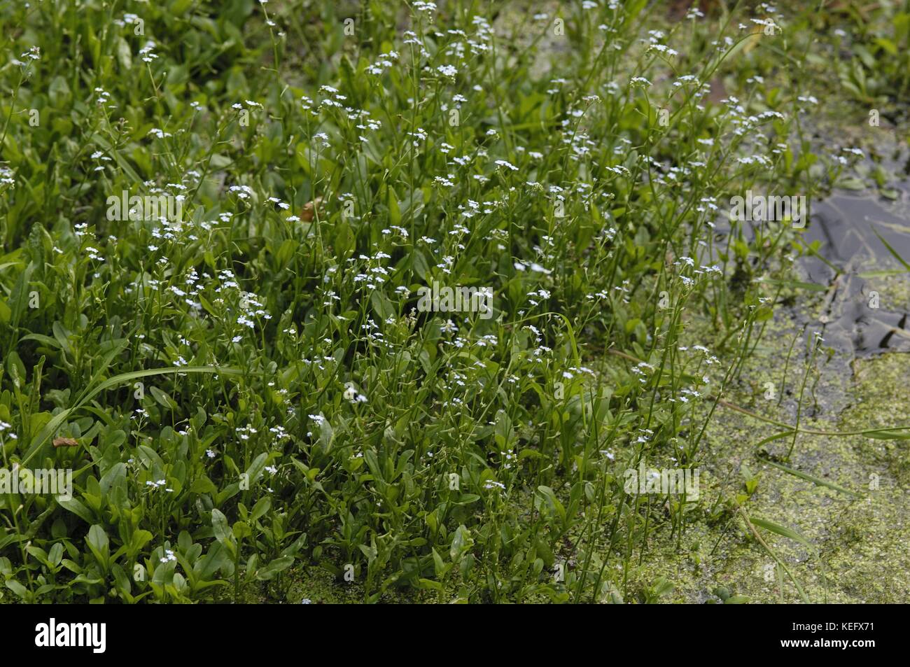 True Forget-me-not - Water Forget-me-not (Myosotis palustris - Myosotis ...