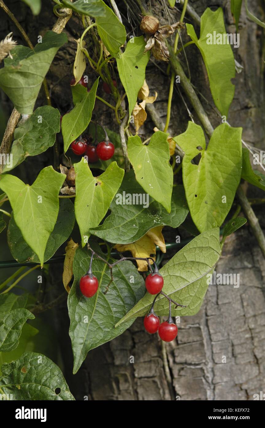 Climbing Nightshade Stock Photos & Climbing Nightshade Stock Images - Alamy