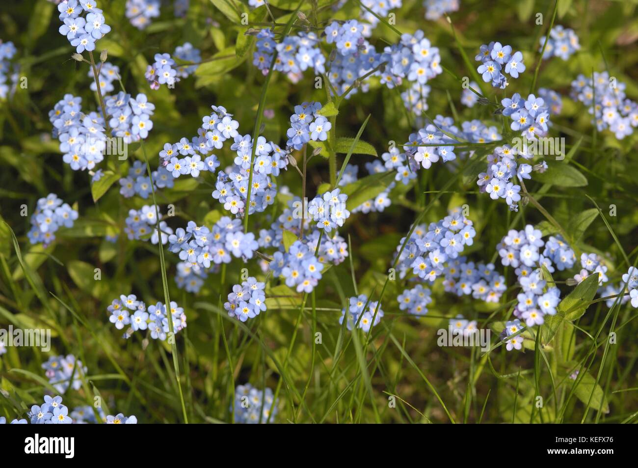 Wood Forget-me-not - Woodland Forget-me-not (Myosotis silvatica ...