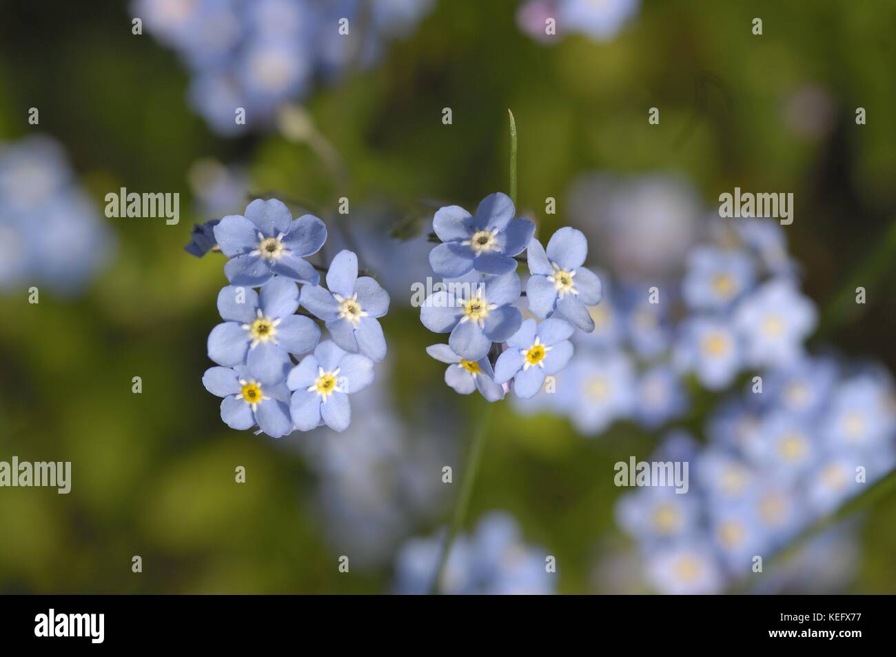 Wood Forget-me-not - Woodland Forget-me-not (Myosotis silvatica ...