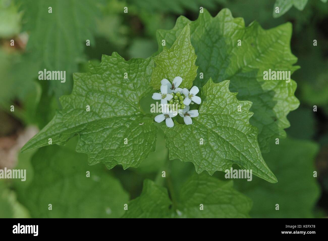 Garlic Mustard - Jack-by-the-edge - Hedge Garlic (Alliaria petiolata ...