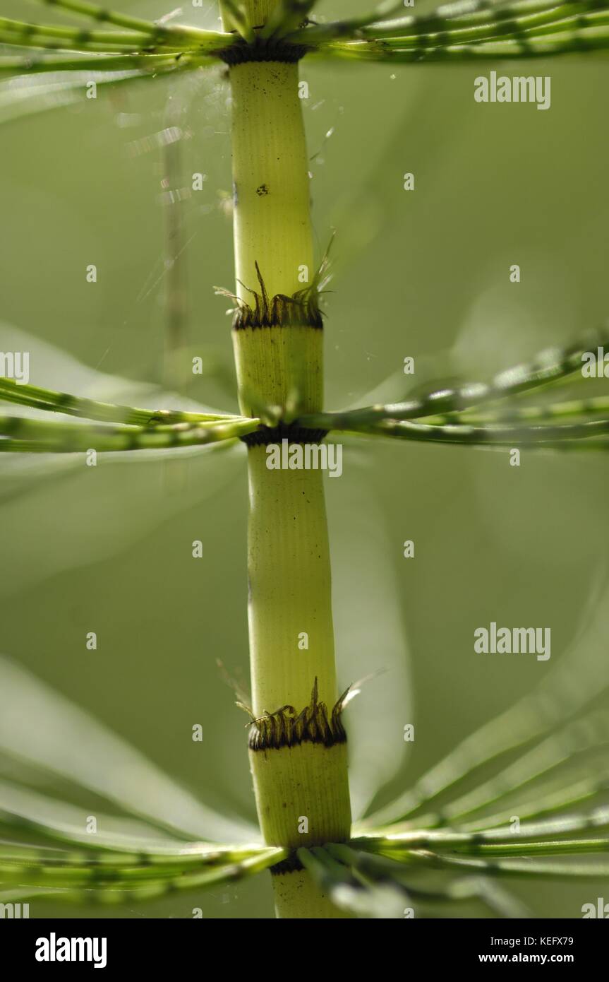 Great horsetail - Giant horsetail (Equisetum telmateia) close-up of ...