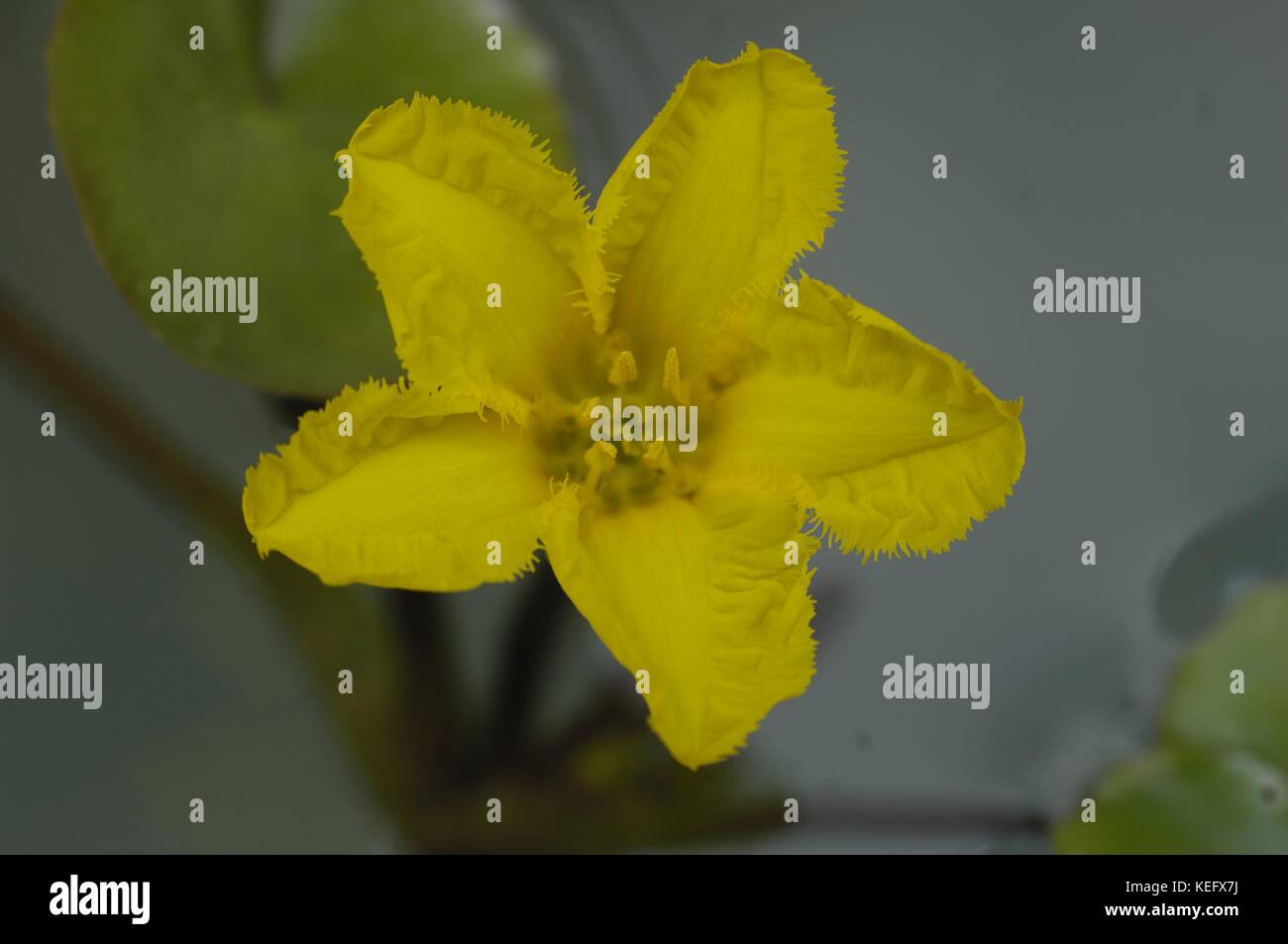 Yellow Floating-Heart - Fringed Waterlily - Water Fringe (Nymphoides ...