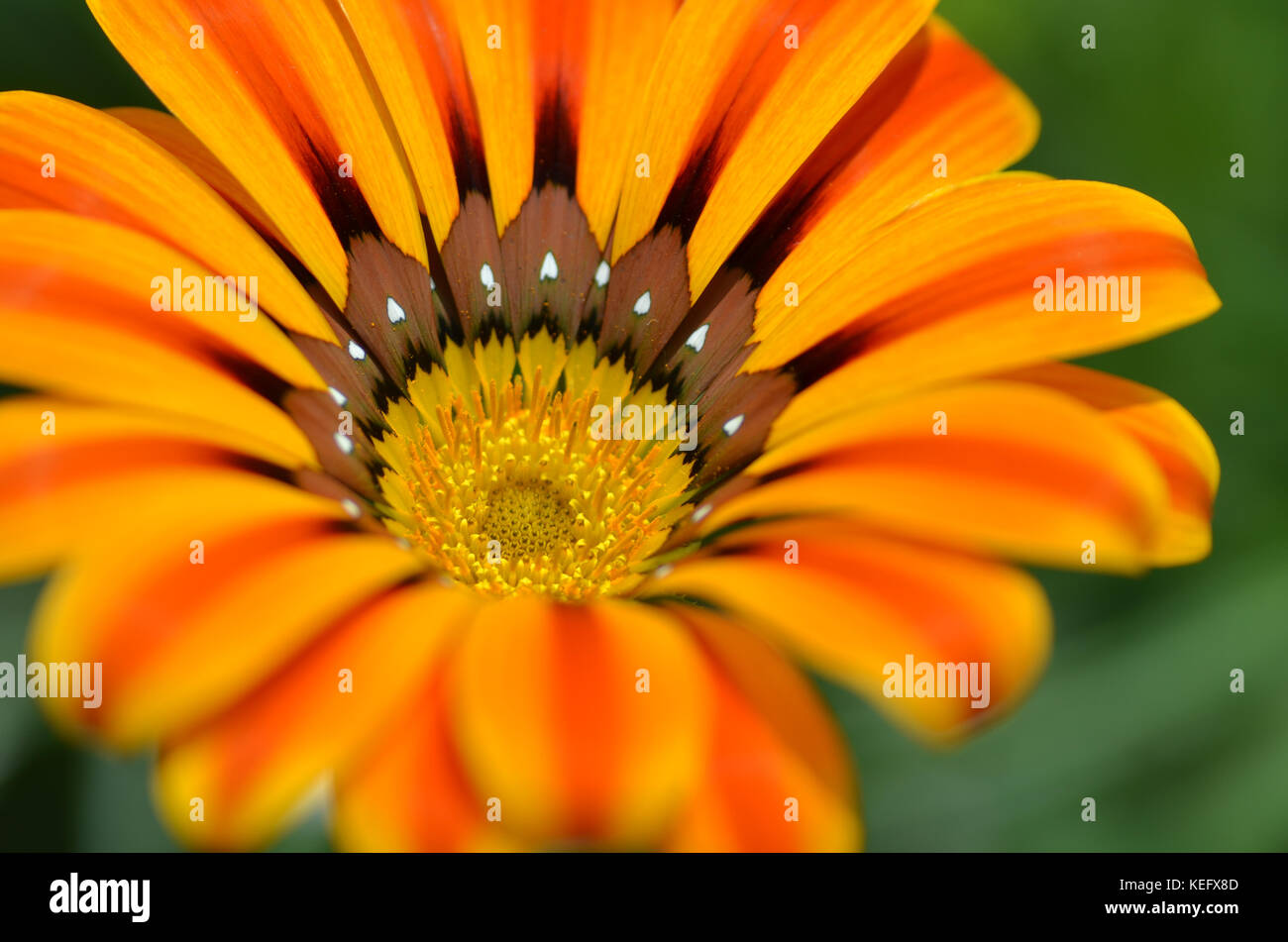 Beautiful flower in a meadow, close up micro Stock Photo - Alamy
