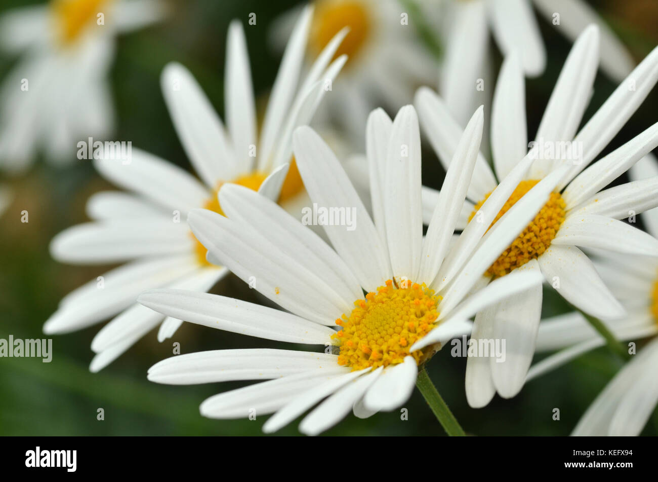 Sunny Side Up Shasta Daisy blossom in the garden Stock Photo - Alamy
