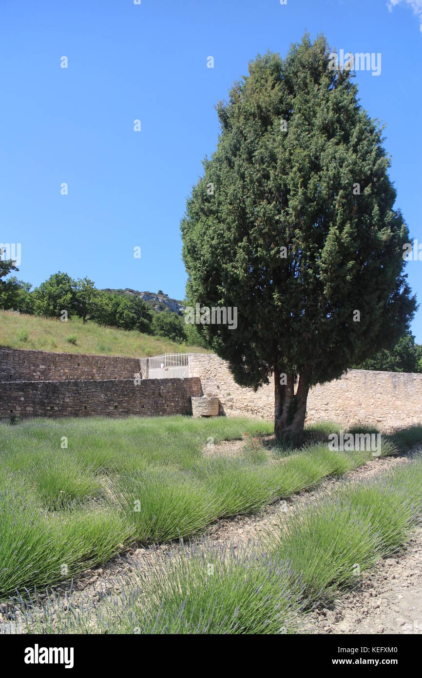 Thinking tree hi-res stock photography and images - Alamy