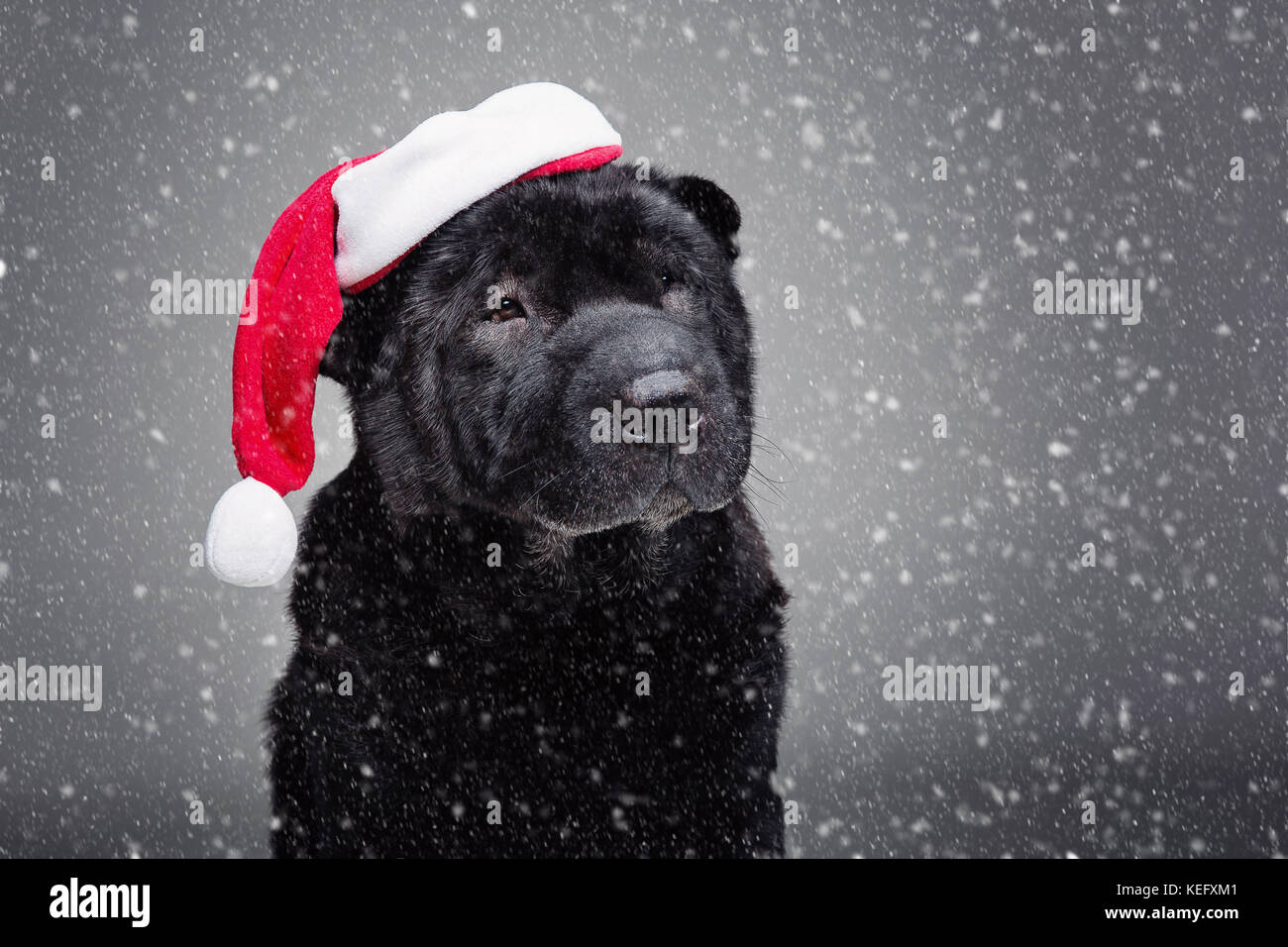 Shar pei in black and white hi-res stock photography and images - Alamy