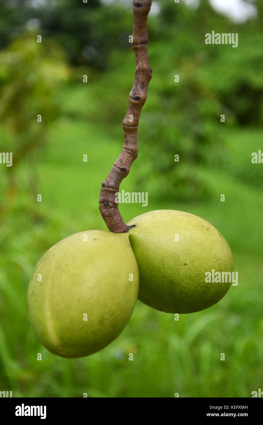 Suicide tree Pong-pong, Othalanga. Cerbera odollam tropical plant Stock ...