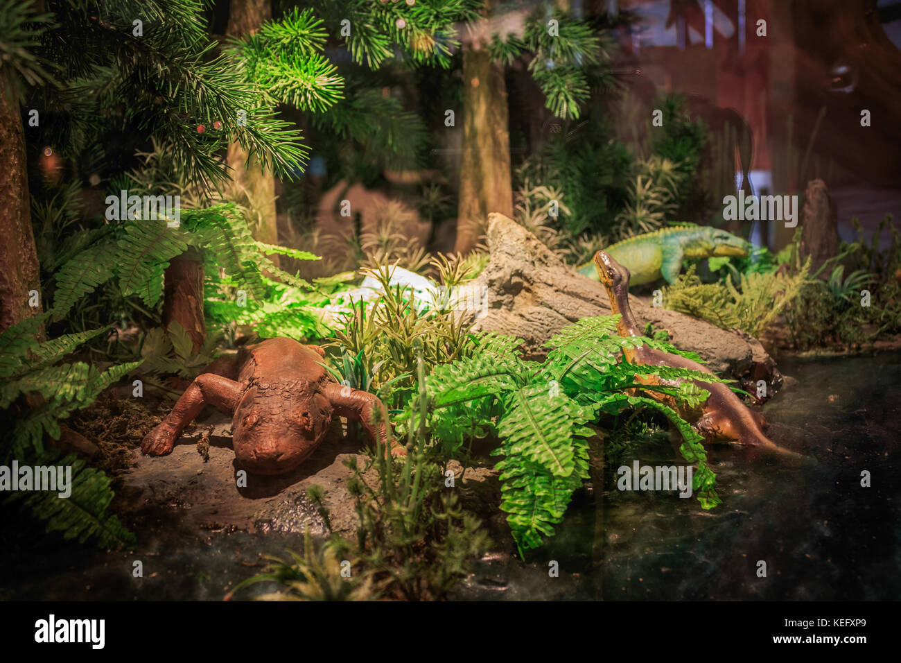 beautiful and colorful rain forest Stock Photo - Alamy