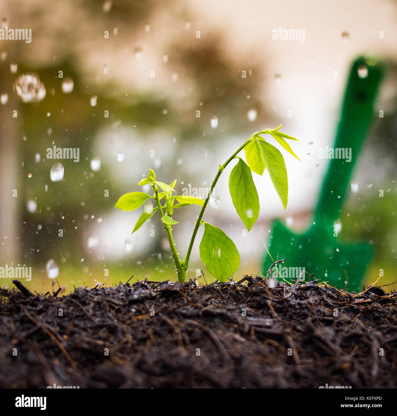 Growth, Plant, Rain Stock Photo - Alamy