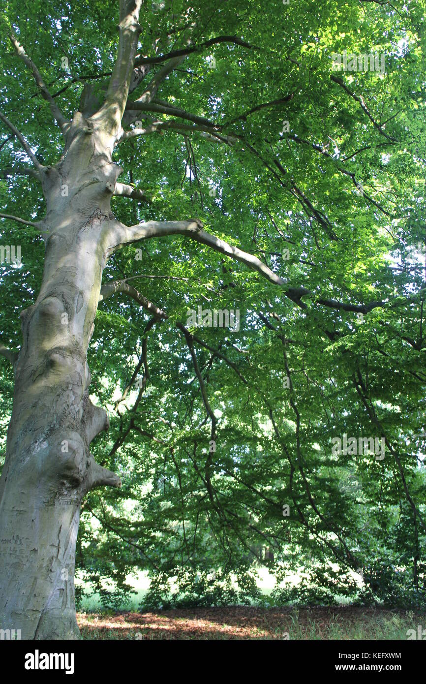 Shadow under tree hi-res stock photography and images - Alamy