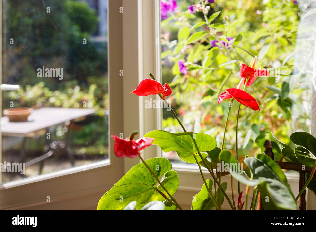Red calla flowers in a sunlight on the window Stock Photo - Alamy