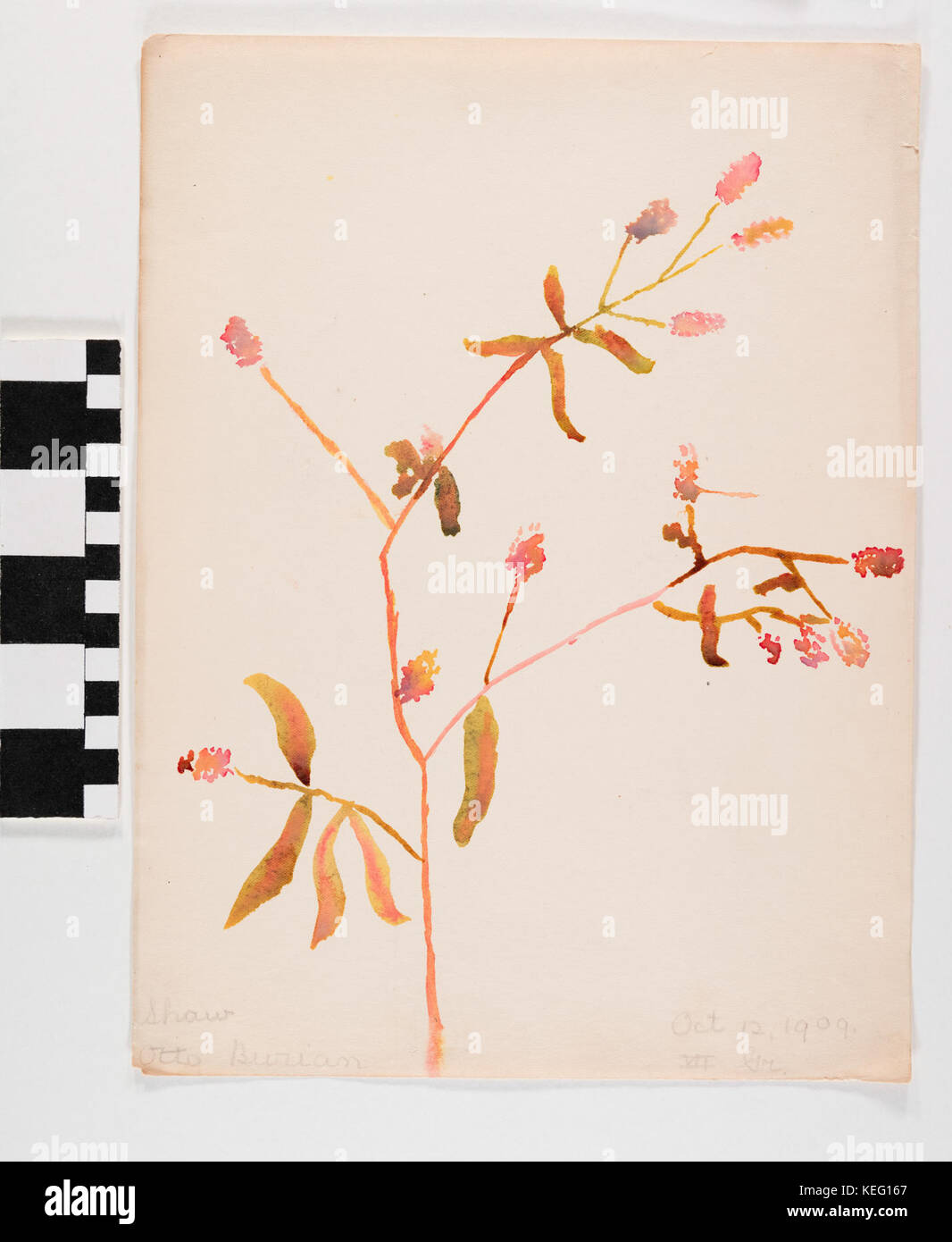 Watercolor Rust Flower by Otto Burian Stock Photo - Alamy