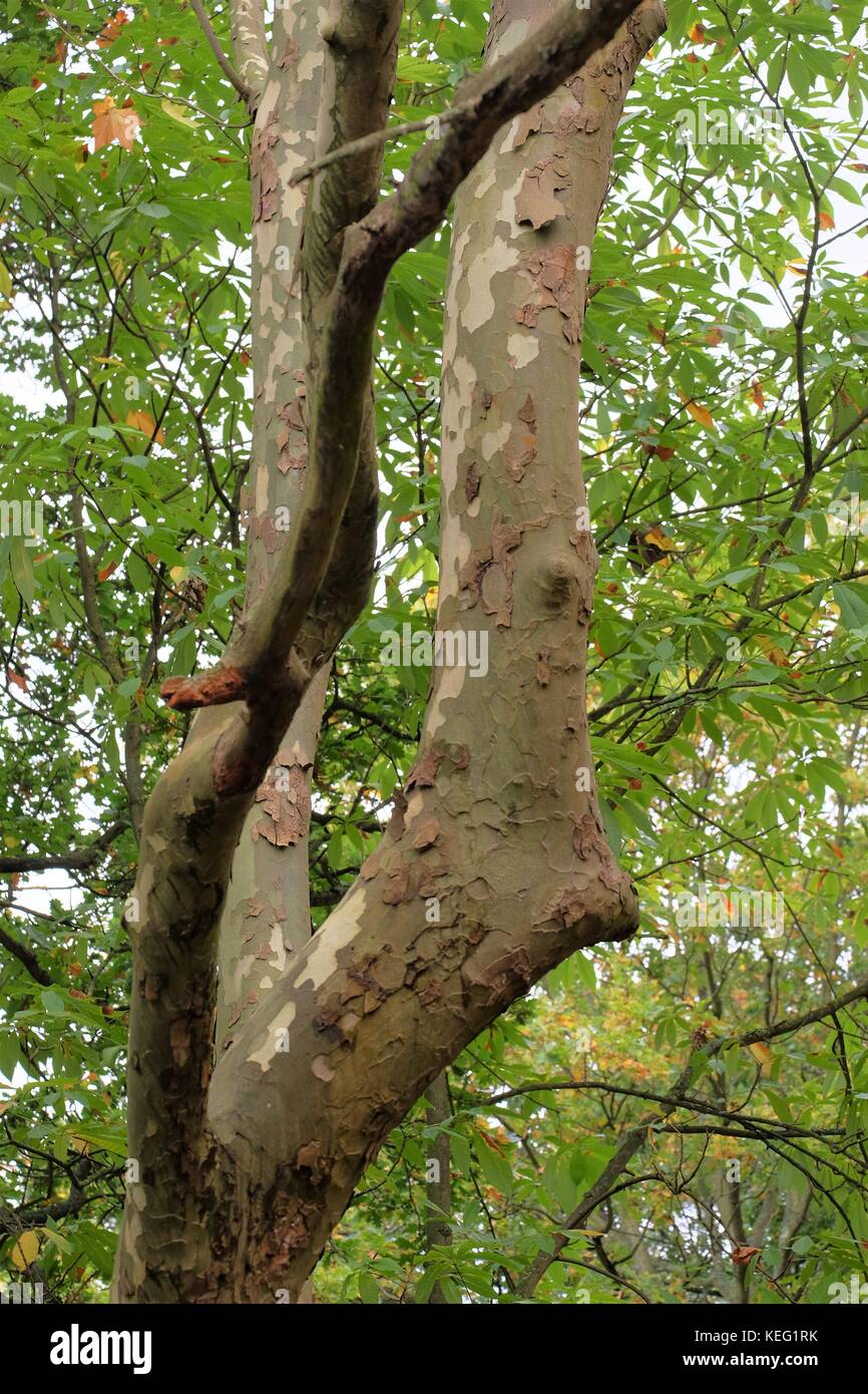 tree trunk in the autumn Stock Photo - Alamy