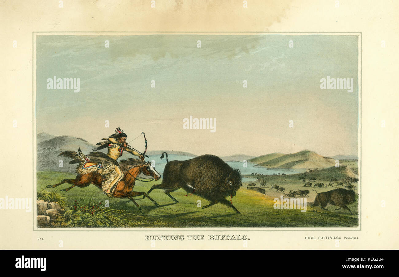 Hunting the Buffalo Stock Photo - Alamy