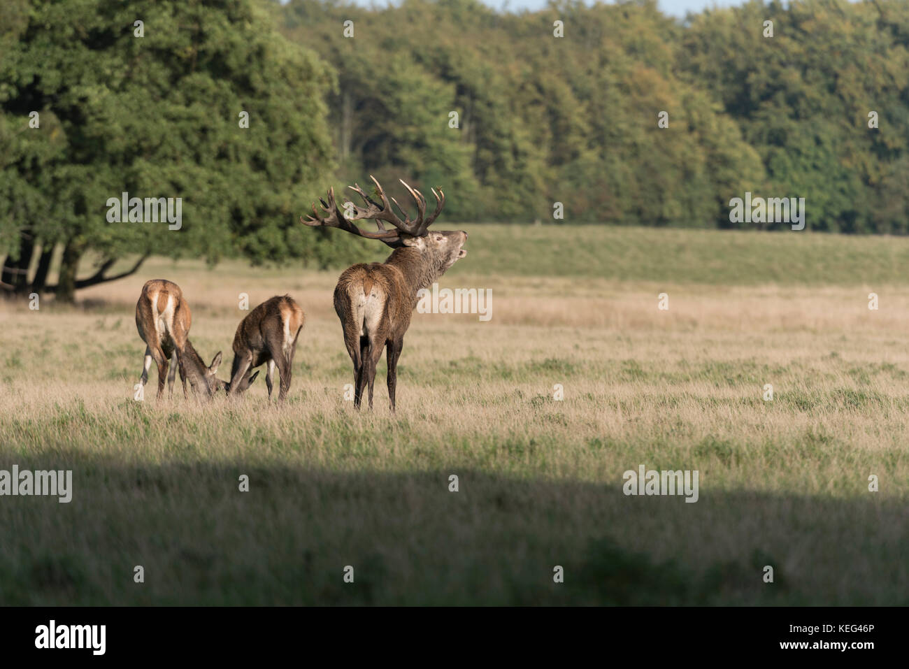 Red Deer (Cervus elaphus) calling stag, Royal Deer Park, Klampenborg ...