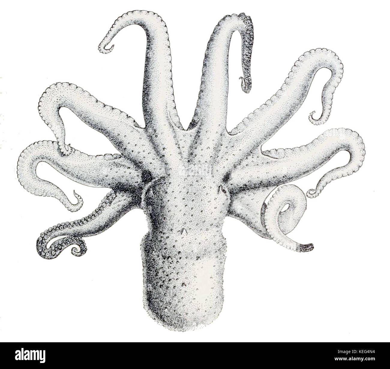 Octopus bimaculatus hi-res stock photography and images - Alamy