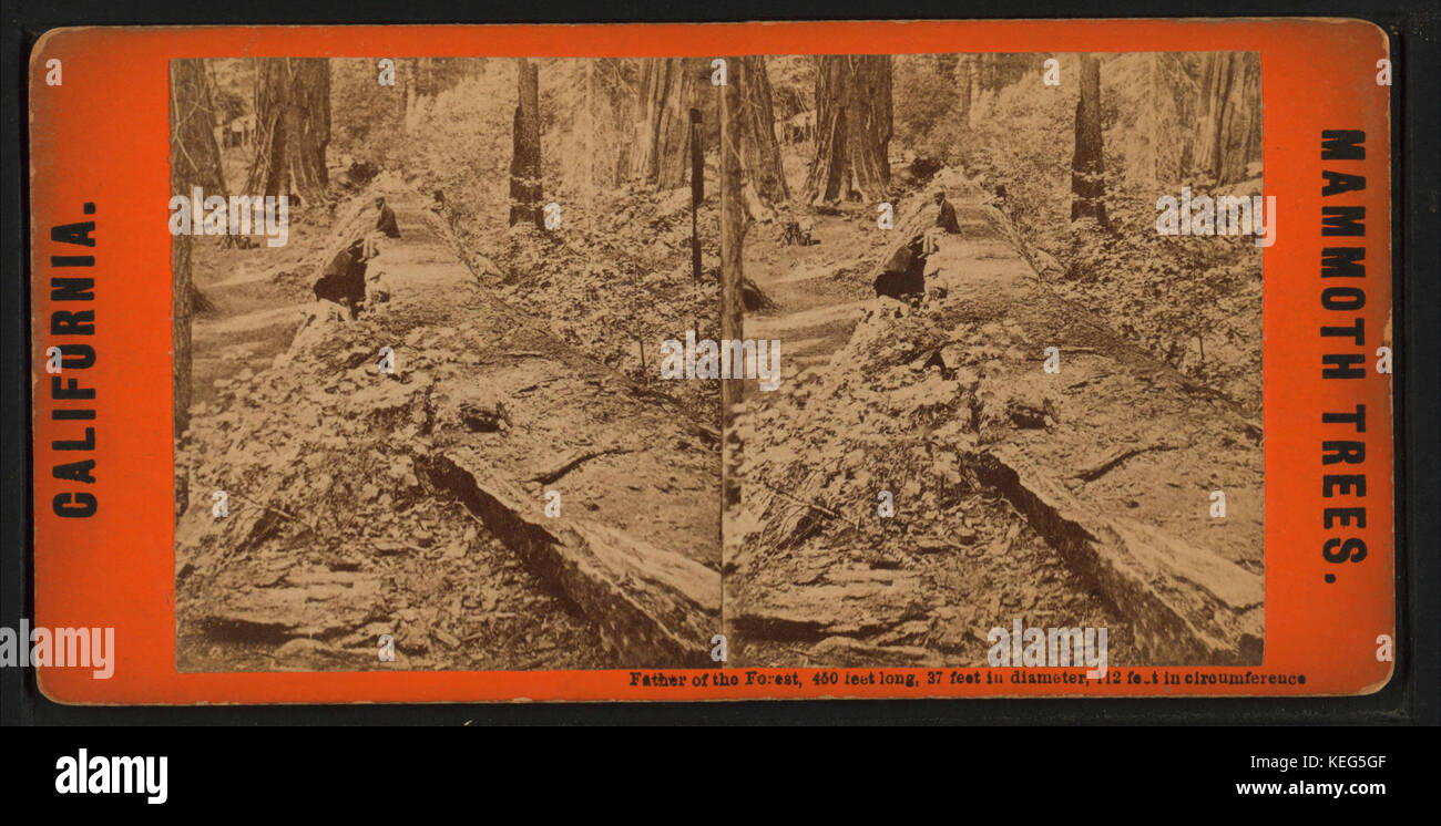 Father of the Forest, 460 feet long, 37 feet in diameter, 112 feet in ...