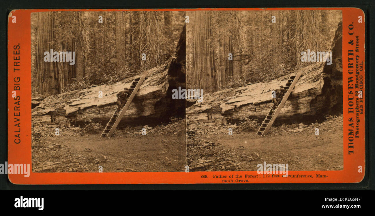 Father of the Forest ; 112 feet circumference, Mammoth Grove, by ...