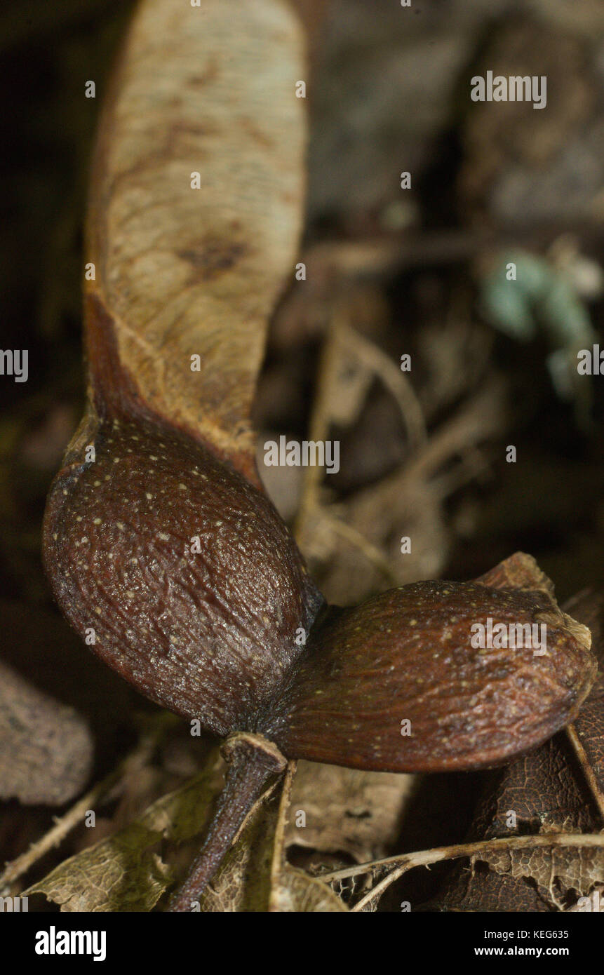 Maple Tree Seeds Samaras Close Up on Forest Soil Stock Photo - Alamy