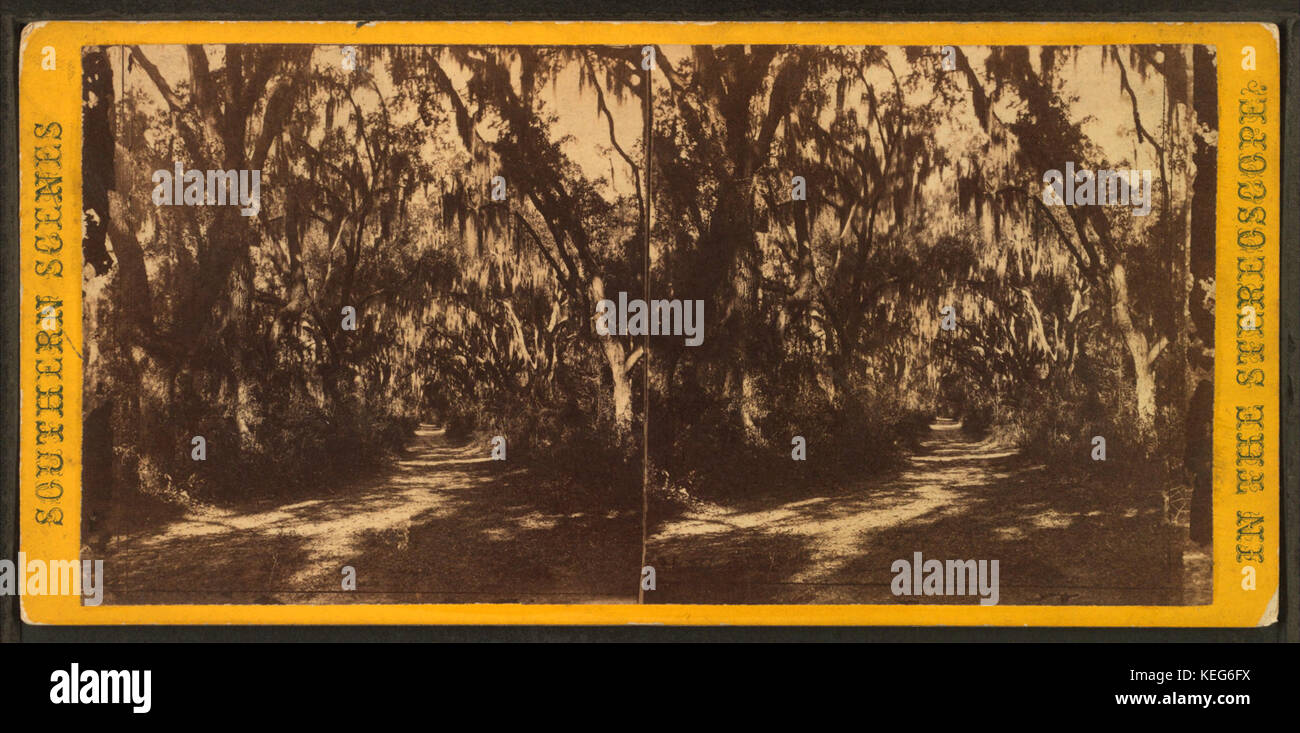 This stereoscopic image from Robert N. Dennis' collection shows Live ...