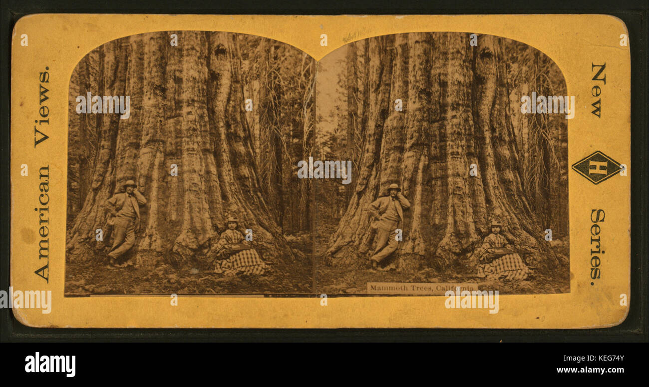 Mammoth Trees, California, by Pond, C. L. (Charles L Stock Photo - Alamy