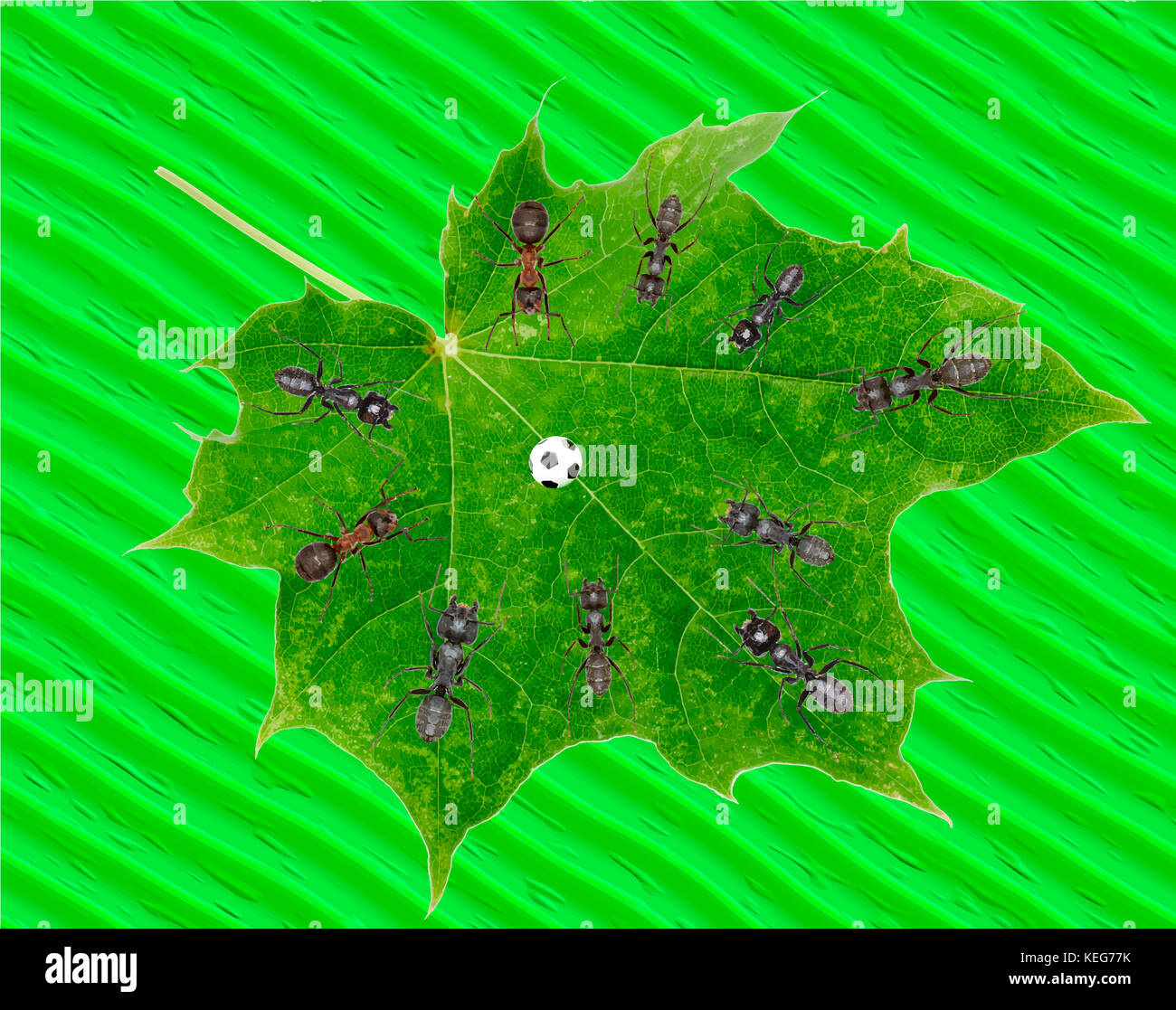 Ants Play Soccer on green Leaf - JPEG Illustration Stock Photo - Alamy
