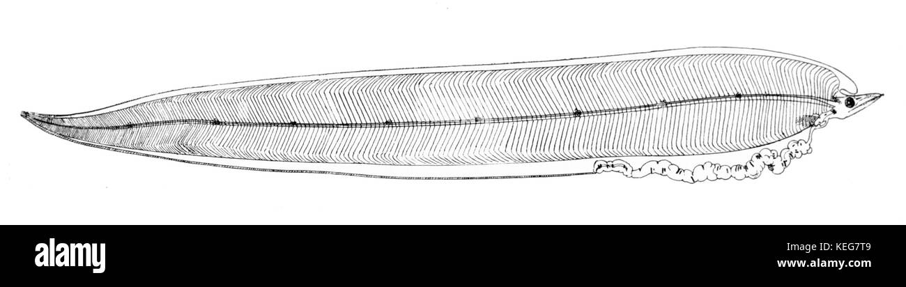 Fish stage Cut Out Stock Images & Pictures - Alamy