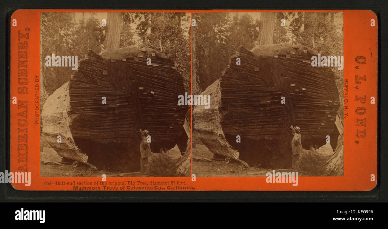 But-end section of the Original Big Tree, diameter 25 feet, Mammoth ...