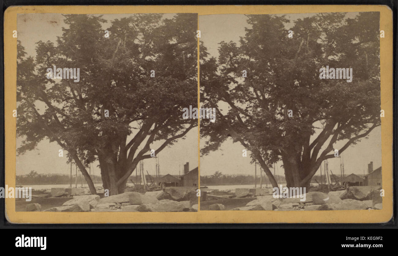 Brownstone quarries. Old tree in the Brainerd & Co. Quarry, Portland ...