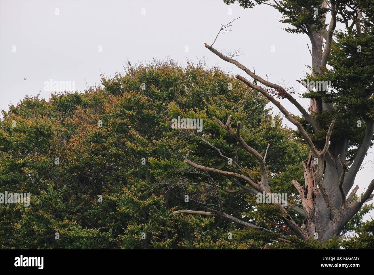 kestrel in a tree Stock Photo - Alamy