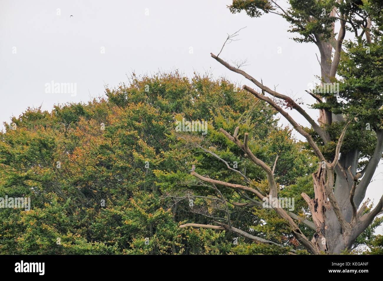 kestrel in a tree Stock Photo - Alamy