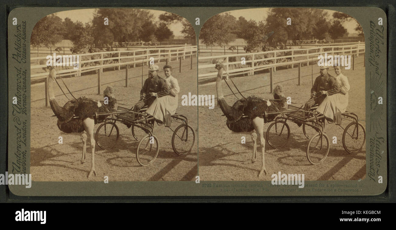 Famous trotting ostrich 'Oliver, W.' in harness, Jacksonville, Fla ...