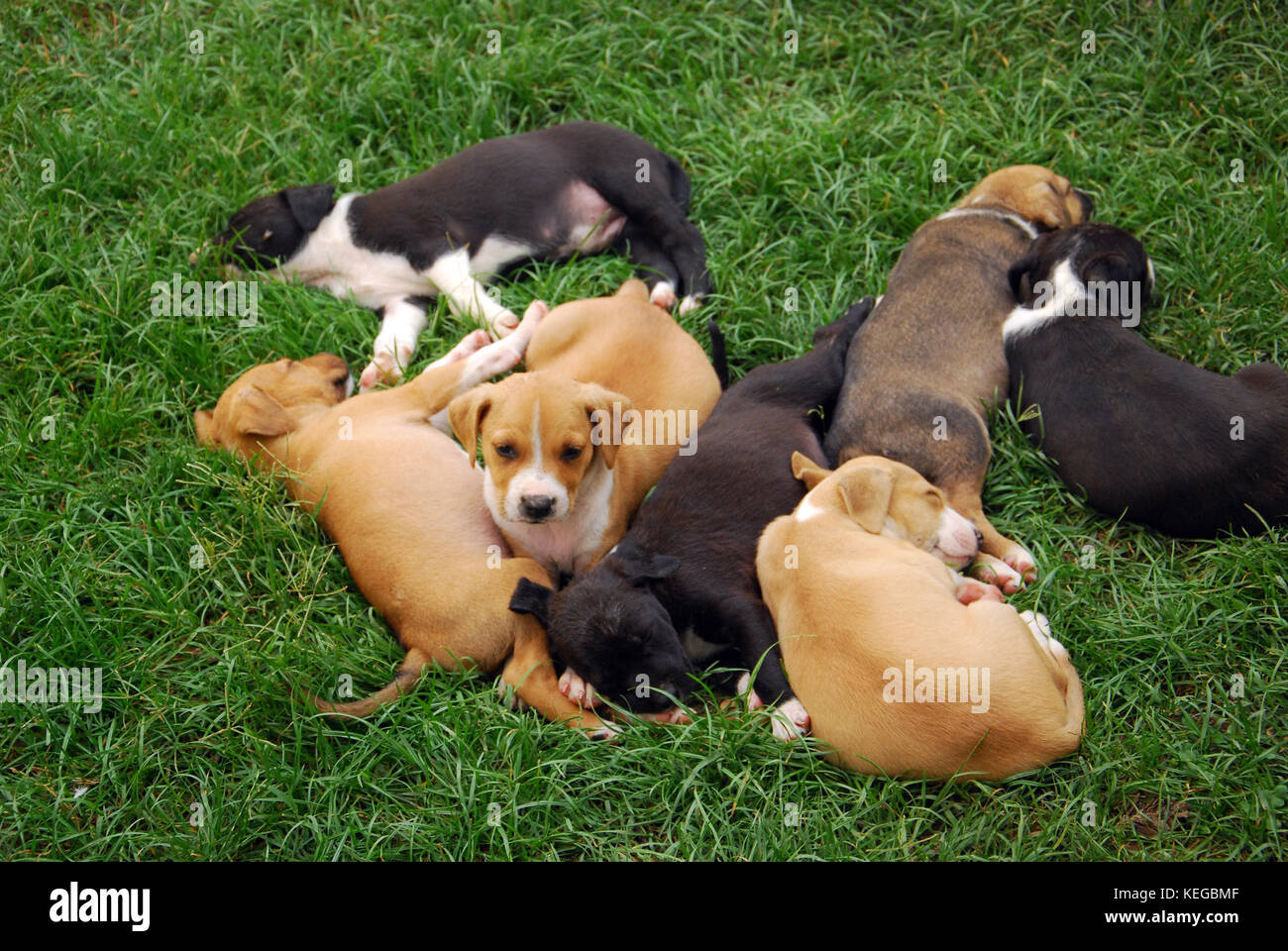 Hazel puppy hi-res stock photography and images - Alamy
