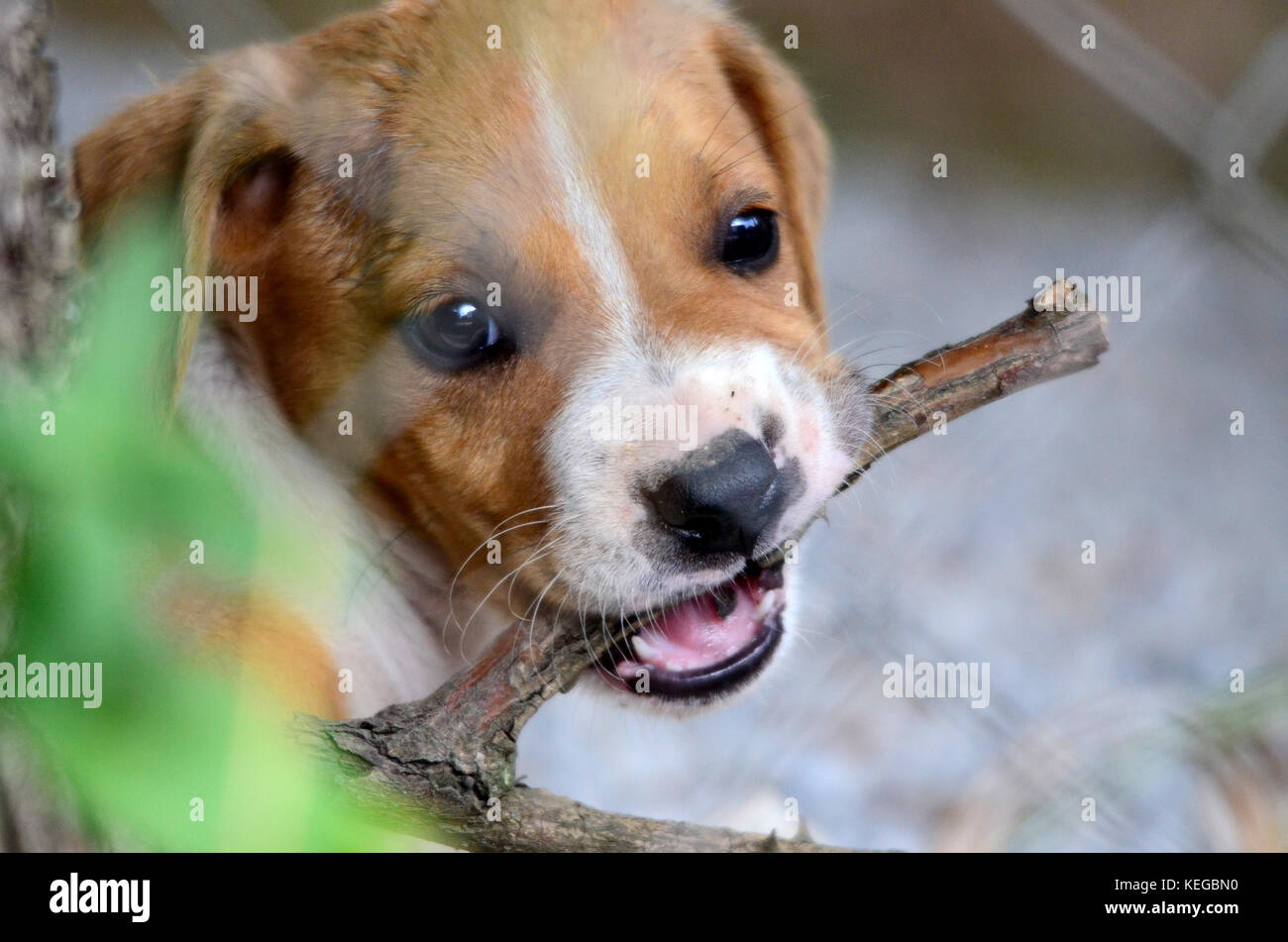 Amstaff puppy hi-res stock photography and images - Alamy